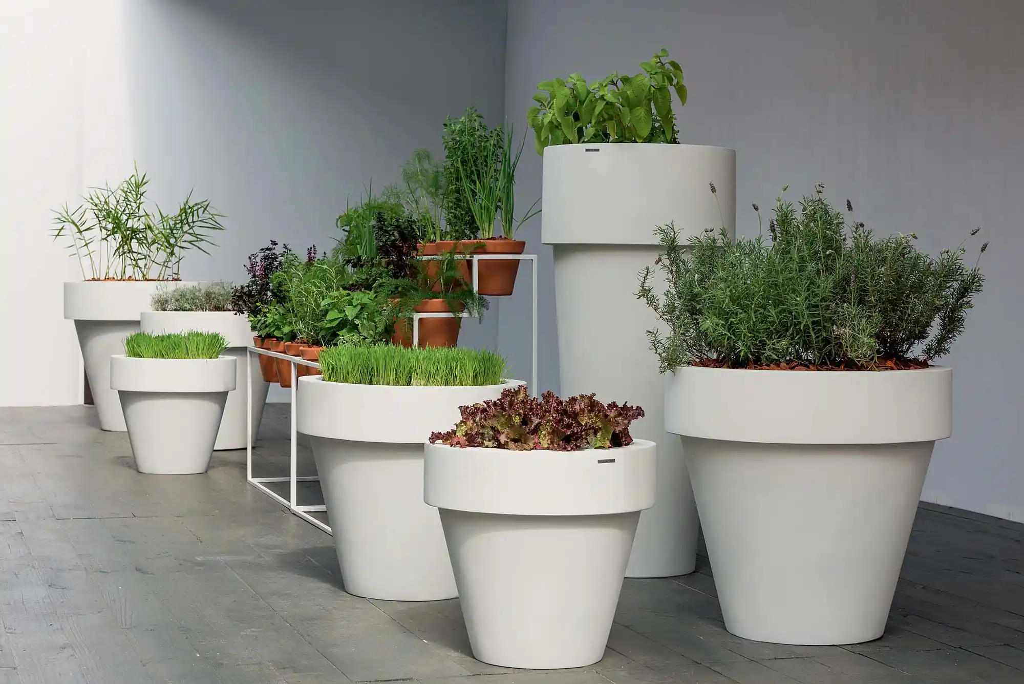 Plantas Interesantes Para Cultivar Mentha Wikipedia, La Enciclopedia