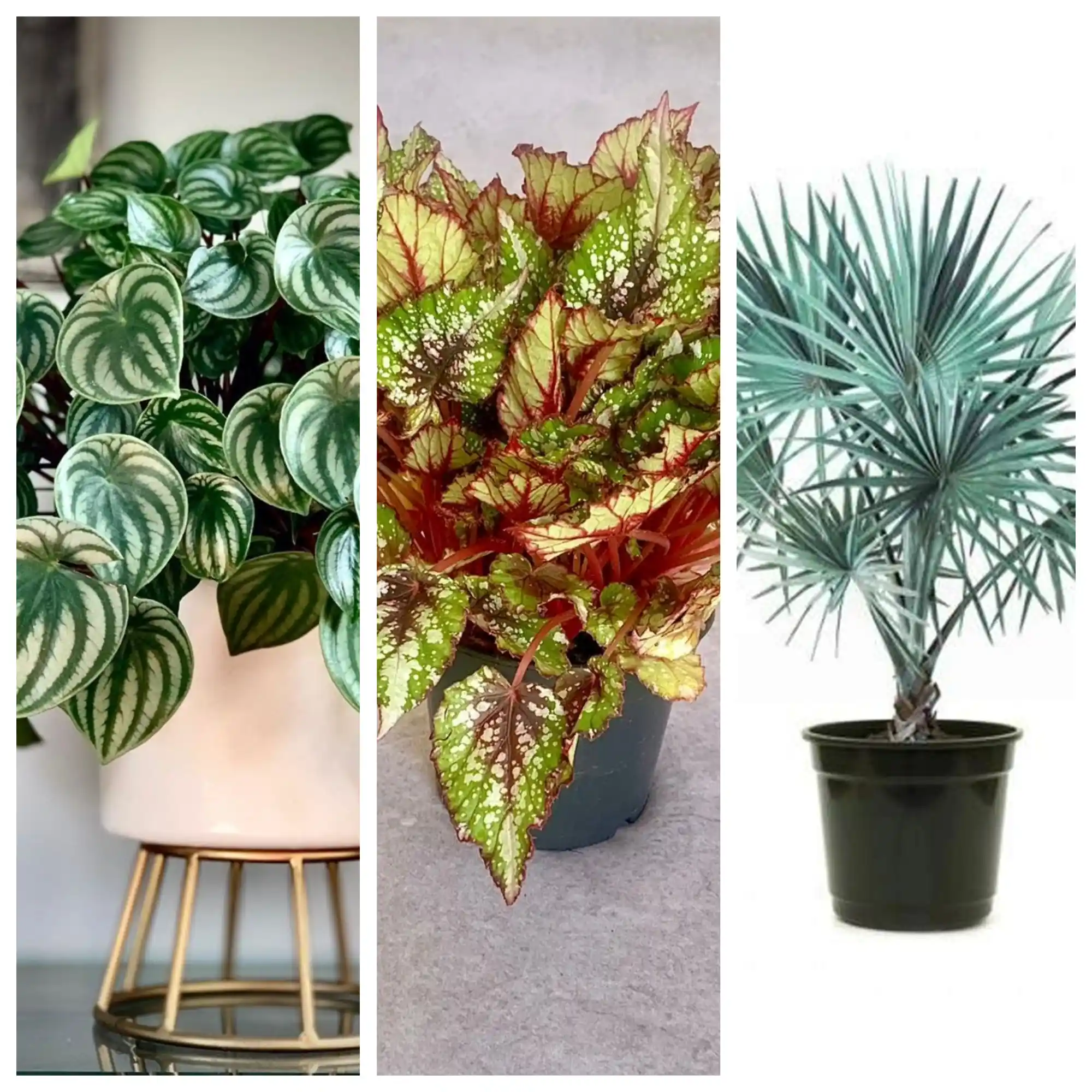 5 plantas diferentes e inovadoras para cultivar em casa