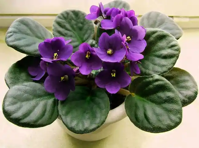 Violeta: dicas para cultivar essa flor em casa ou no jardim