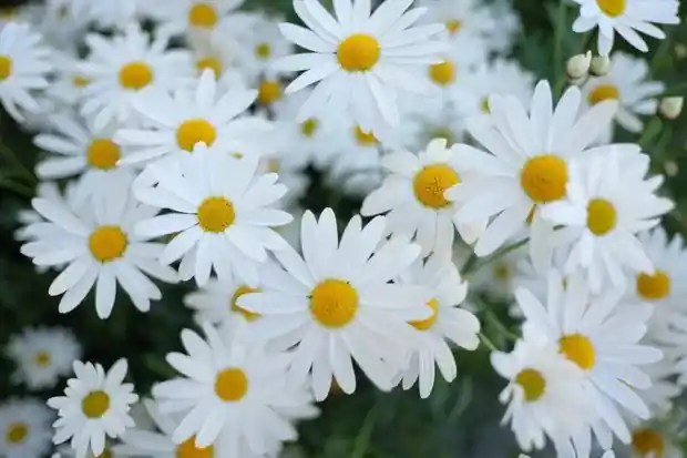 Como cultivar margaridas? Conheça diferentes tipos e características