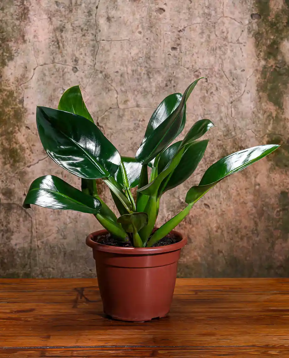 Como cultivar planta pacová em casa? Confira dicas e cuidados!