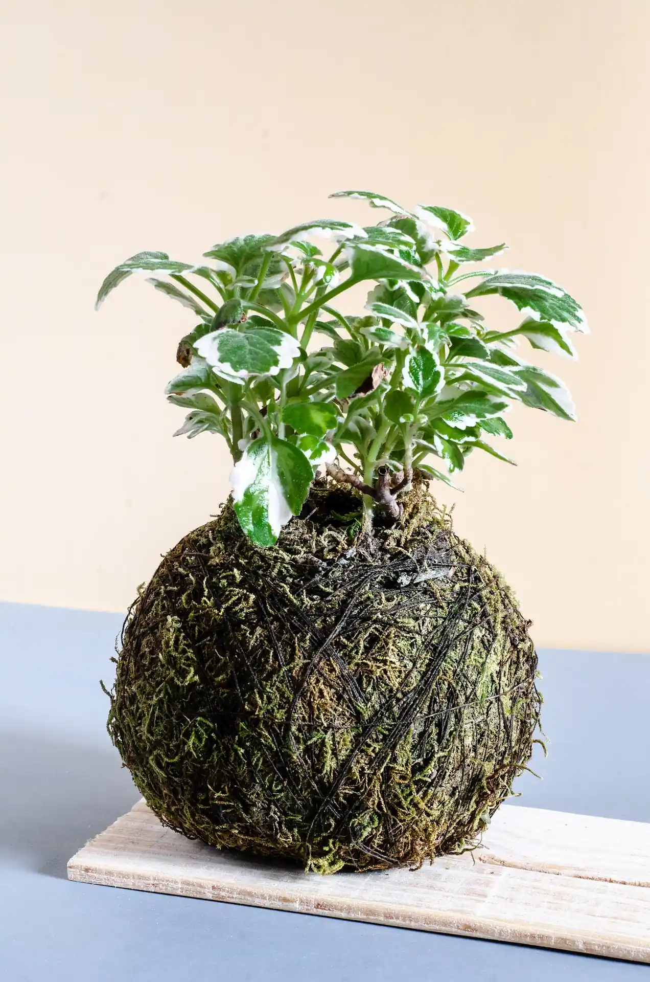 Kokedama: a arte japonesa que transforma plantas em esculturas naturais