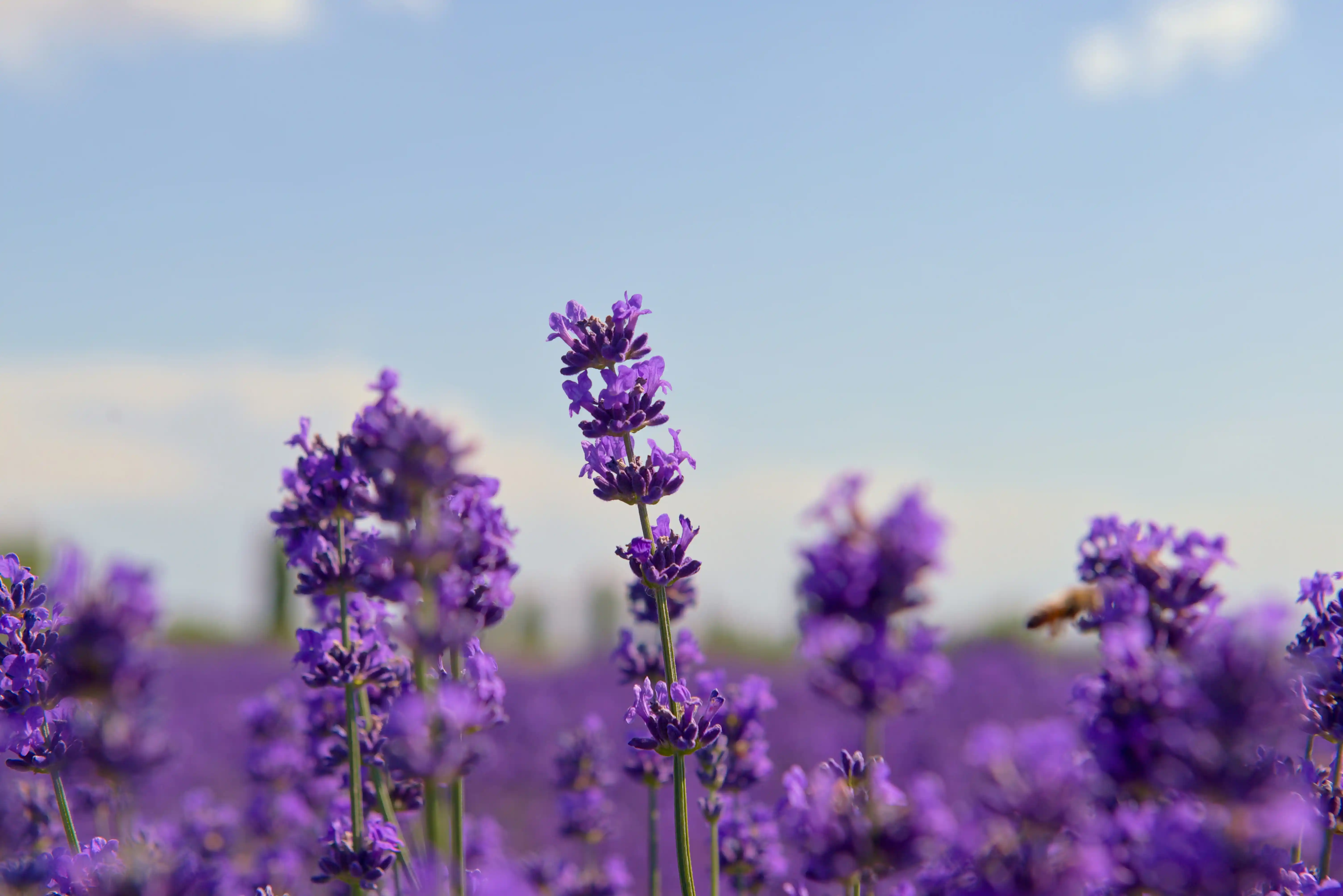 Lavanda: como cultivar a planta considerada sinônimo de bem-estar