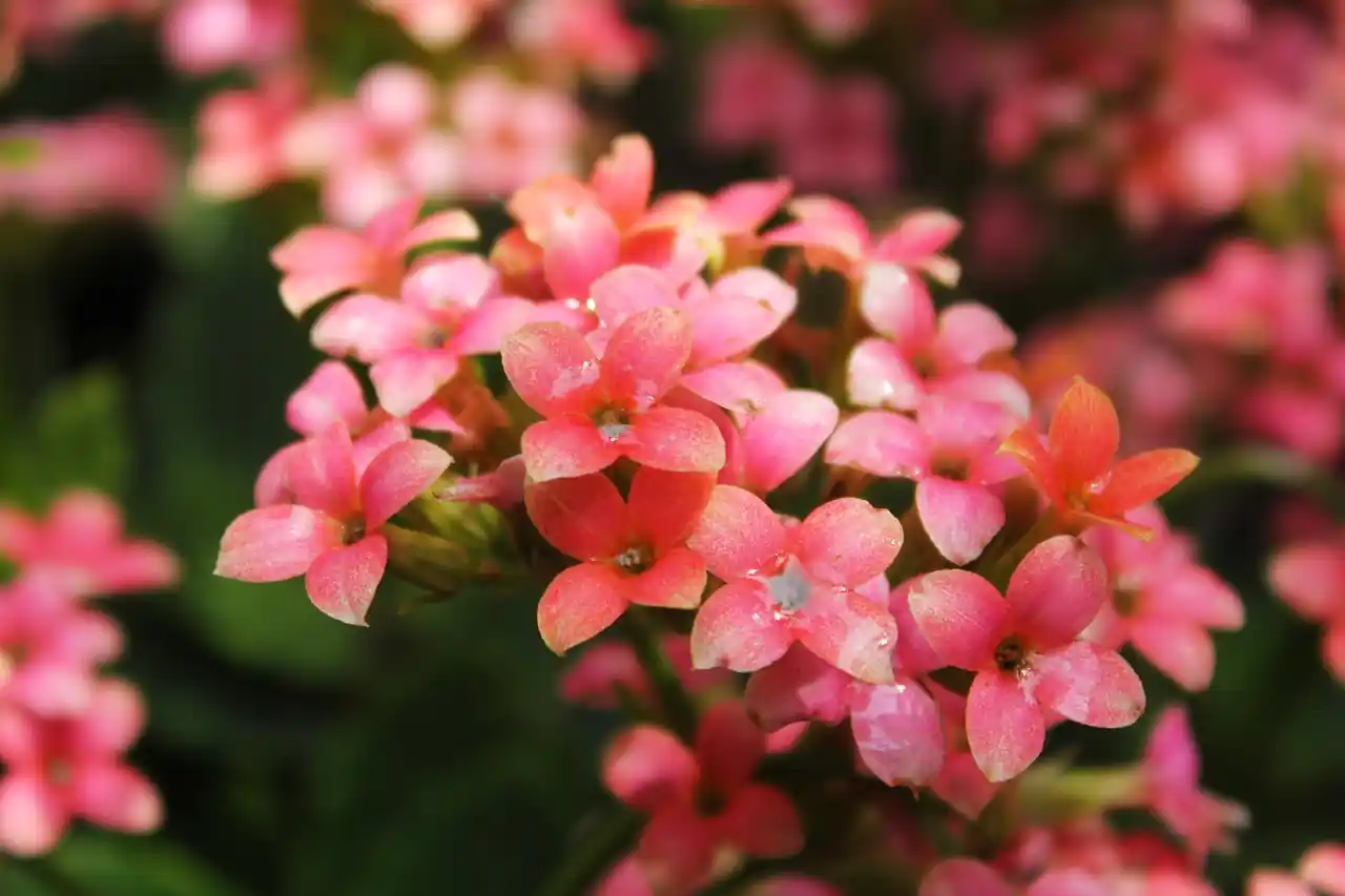 Kalanchoe: como cultivar a famosa "flor-da-fortuna" em casa?