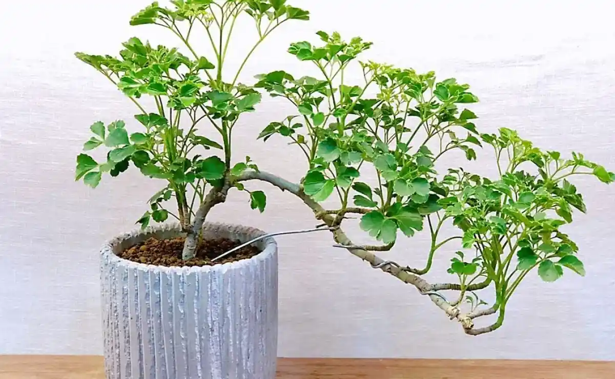 Árvore da Felicidade: significado e dicas para cultivar a espécie em casa