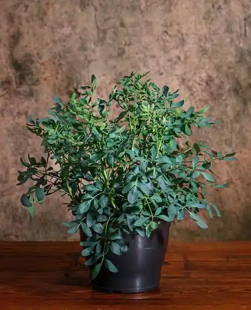 Arruda: qual o significado e como cultivar em casa