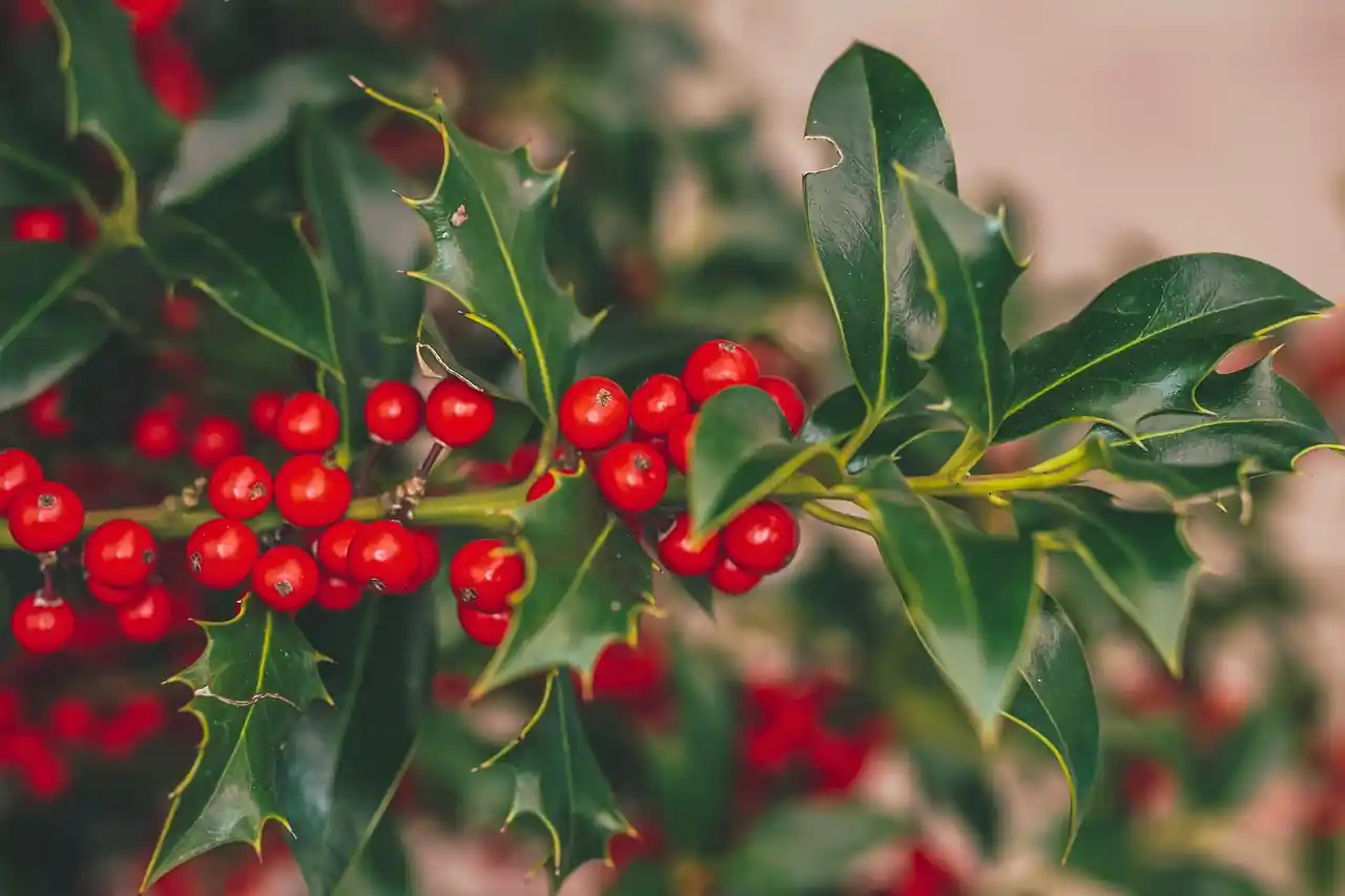 5 espécies de plantas e flores para presentear neste Natal