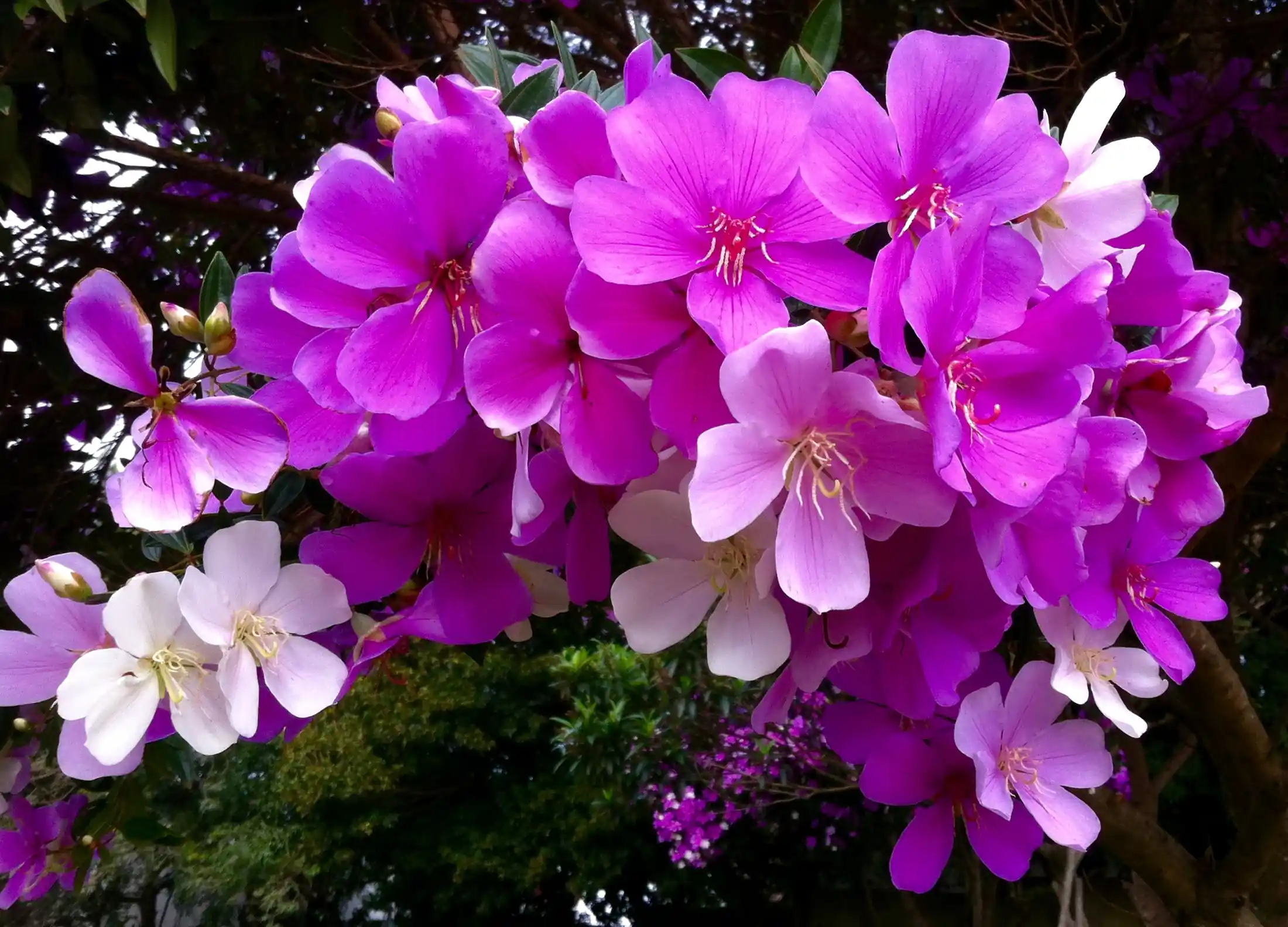 What are the ideal flowers for each season of the year?