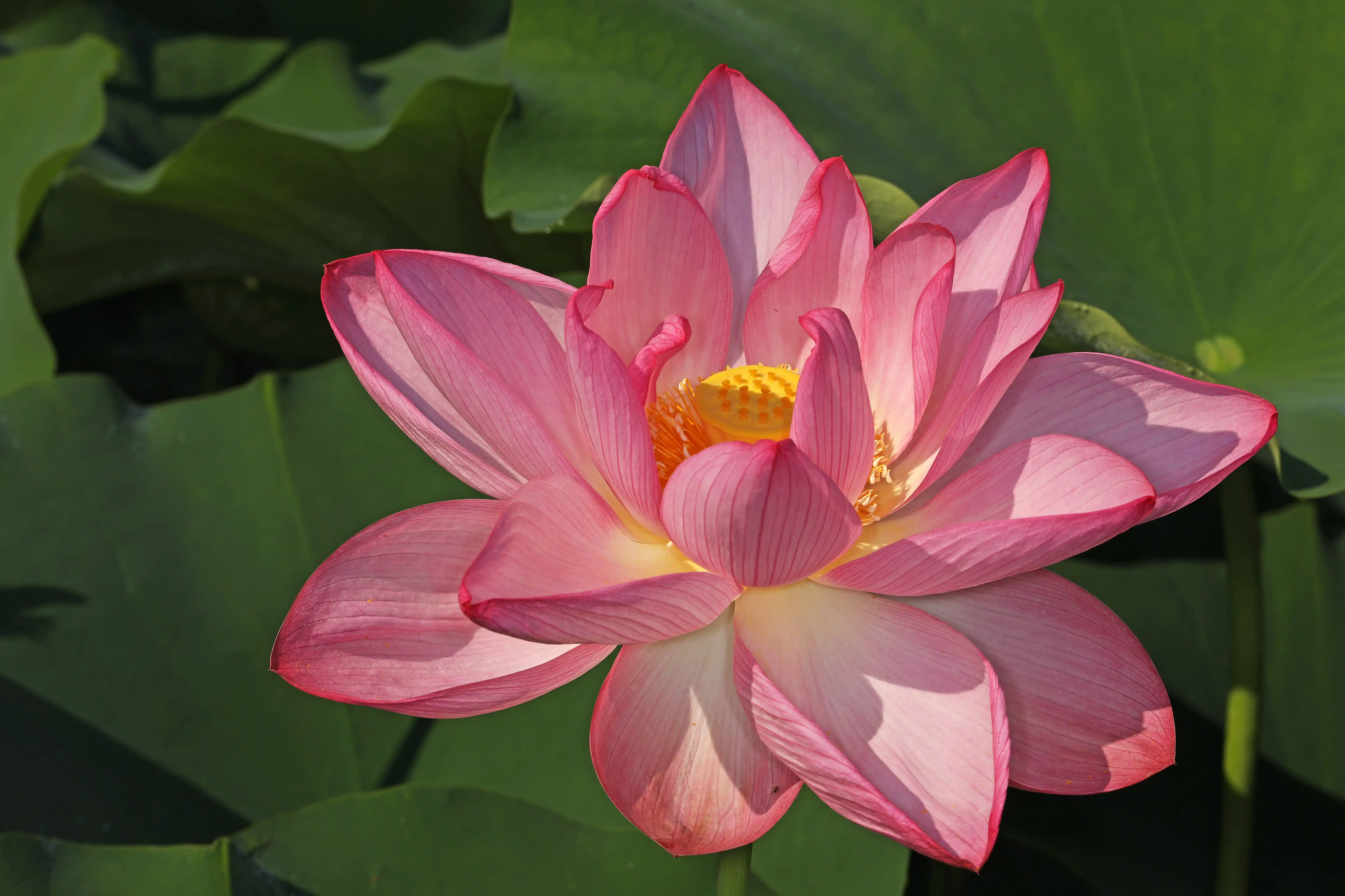 Lotus flower: origin, meaning, and how to cultivate