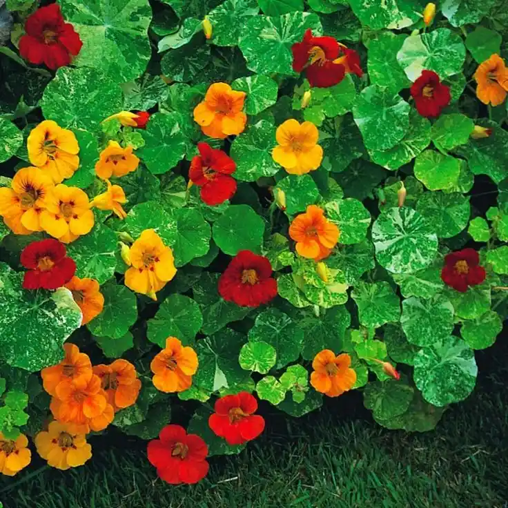 15 plantas comestíveis saborosas e fáceis de cultivar em casa