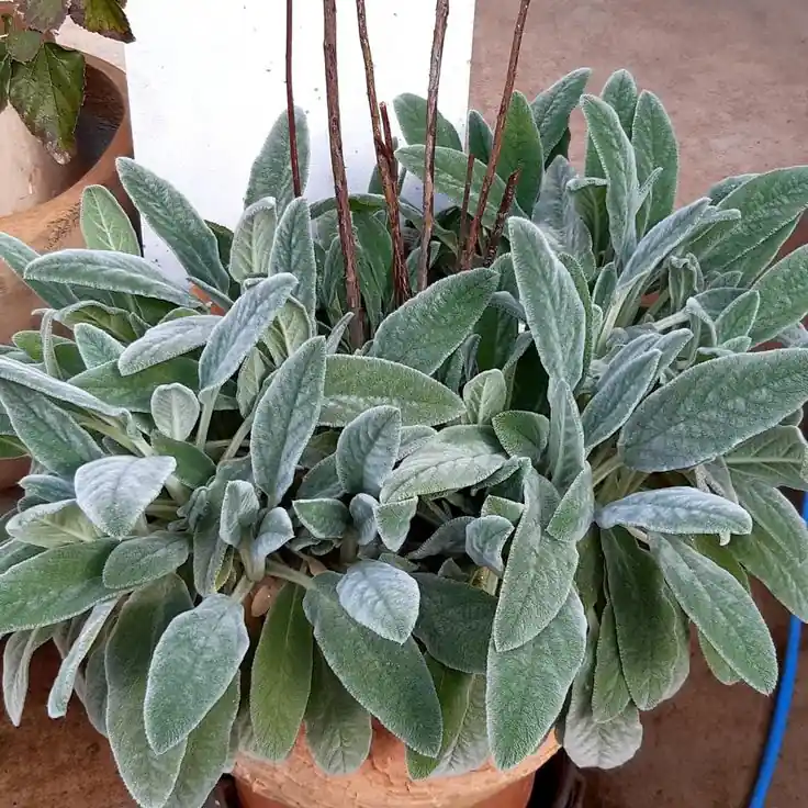 15 plantas comestíveis saborosas e fáceis de cultivar em casa